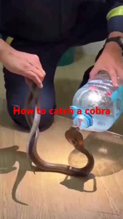 How to catch a cobra #cobra 😨 - YouTube