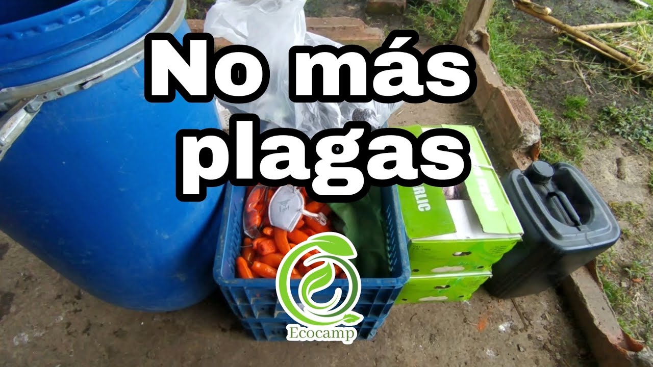 Cómo hacer un insecticida orgánico - Apichi insecticida natural. - YouTube