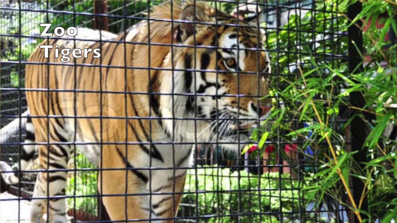 Performance Psychology - Mindset of Tigers - Pro Performance Gurus ...