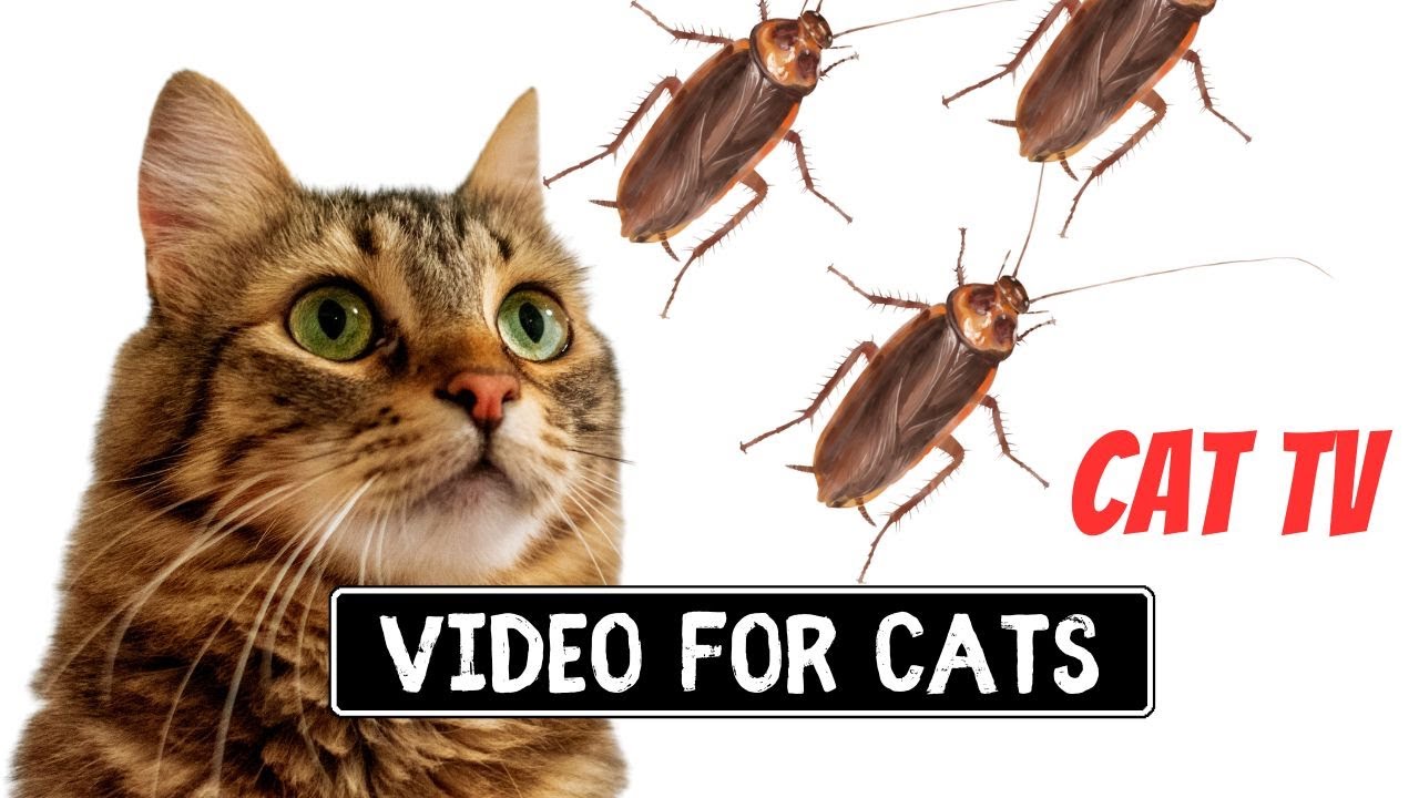 CAT GAMES - Cockroach Hunting Catching Cockroach Mew Mew TV - YouTube