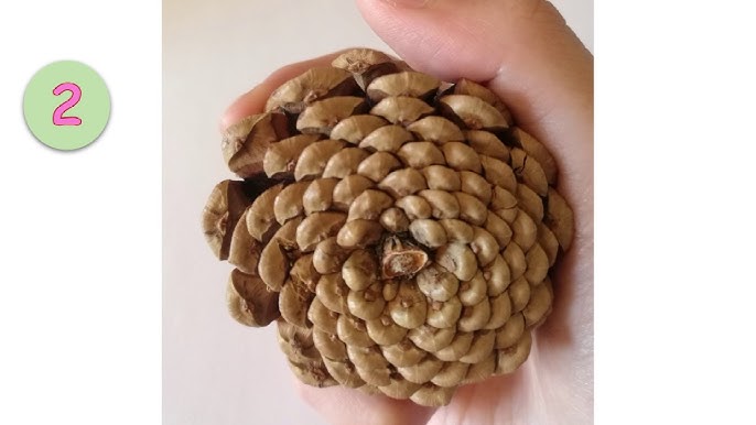 Fibonacci Sequence In Pine Cones Pine Cones – The Fibonacci