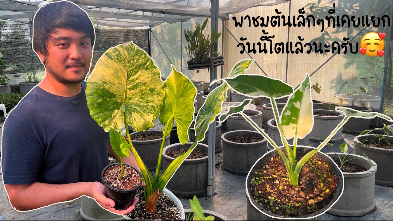 พาชม | ต้นเล็กๆที่เคยแยก บอนโอกินาวา บอนหูช้างด่างเหลือง | BellChan ...