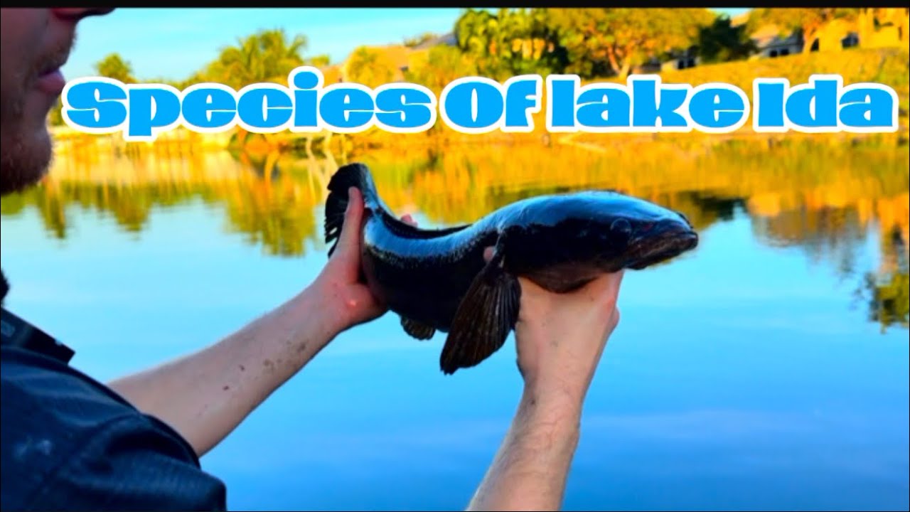 Species Of Lake Ida - YouTube