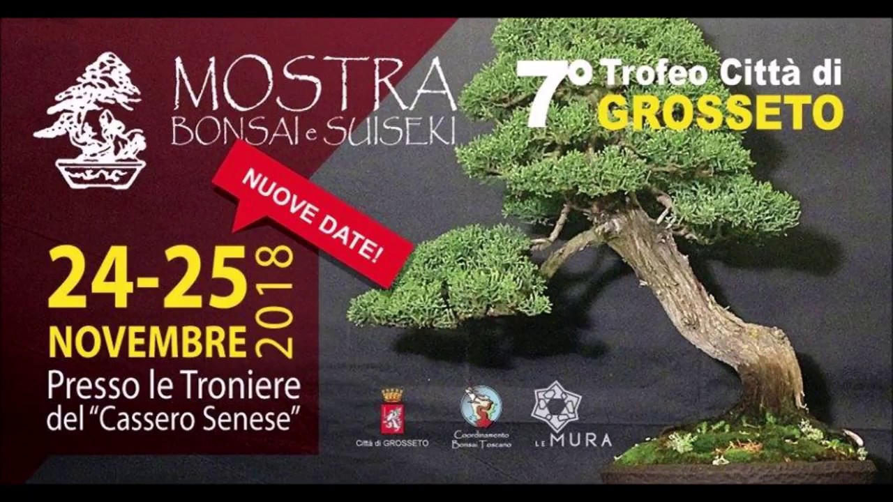 7° Trofeo Bonsai&Suiseki città di Grosseto - YouTube