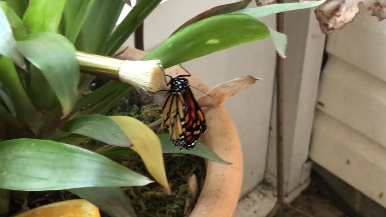 Monarch butterfly - August 2018 - Fairhope, Alabama - YouTube