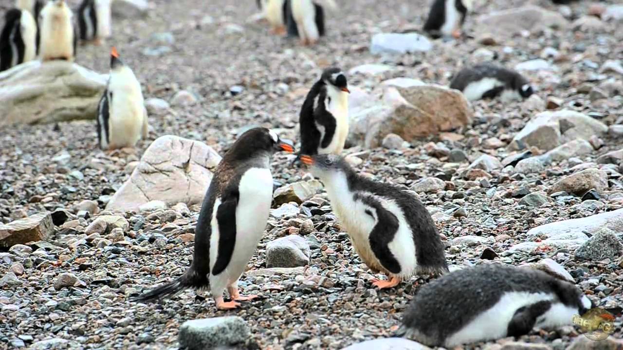 Gentoo penguin - Manchot papou - Pingüino papúa - Pygoscelis papua ...