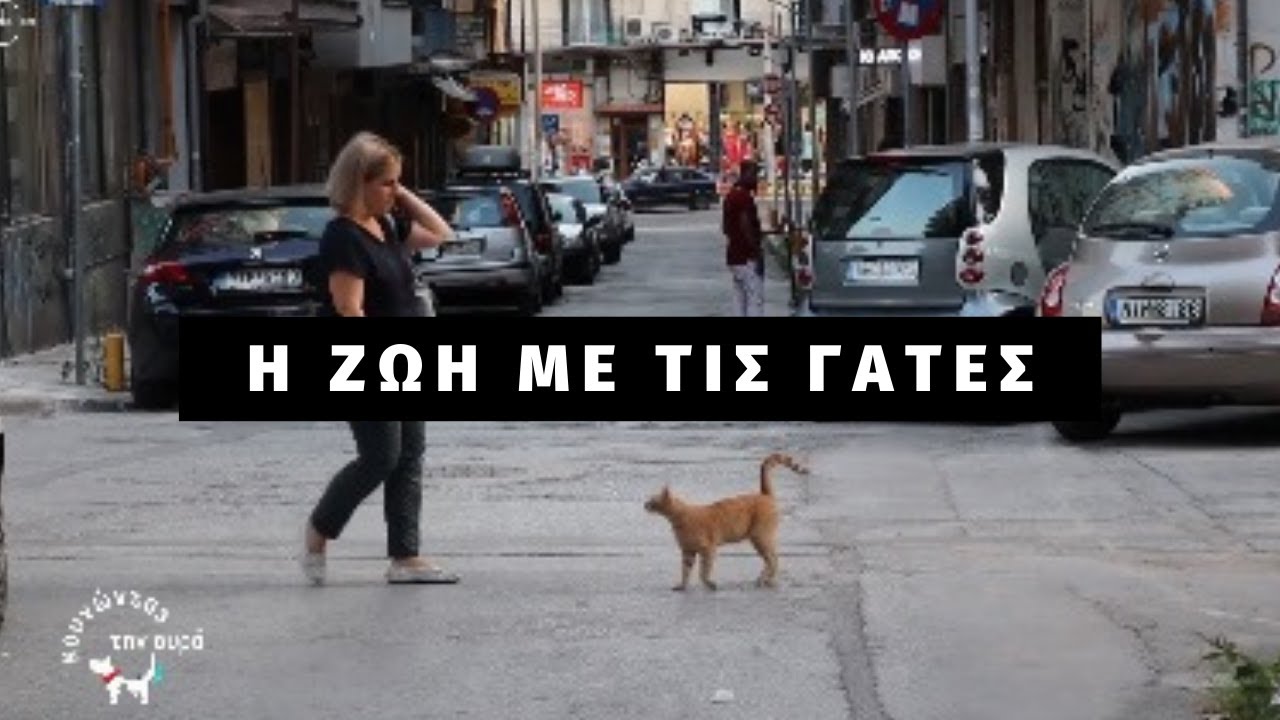 ΚΟΥΝΩΝΤΑΣ ΤΗΝ ΟΥΡΑ - Η ΖΩΗ ΜΕ ΤΙΣ ΓΑΤΕΣ - ΕΠΕΙΣΟΔΙΟ 2ο - YouTube