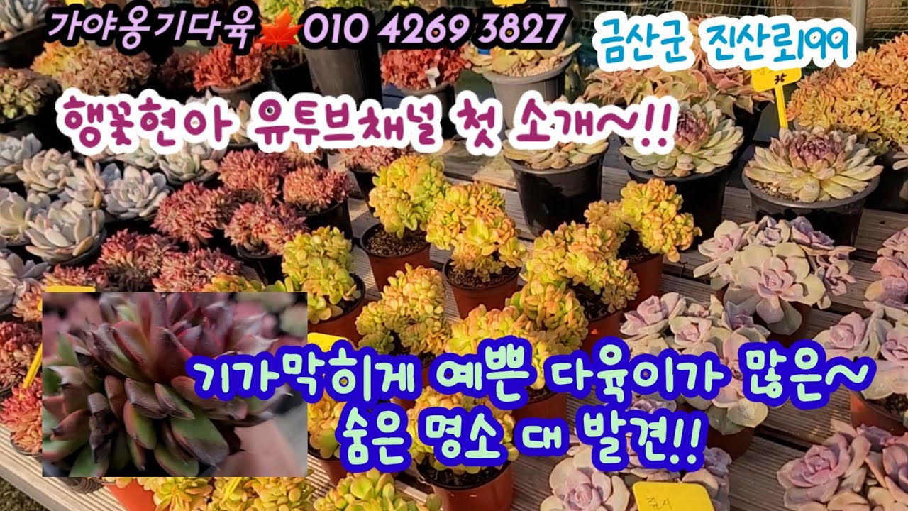 금산군 가야옹기다육 현아채널 첫소개 기막힌 빛감 짧뚱다육 숨은명소 대발견 너무너무 예쁜 다육이 많아요 가야옹기다육