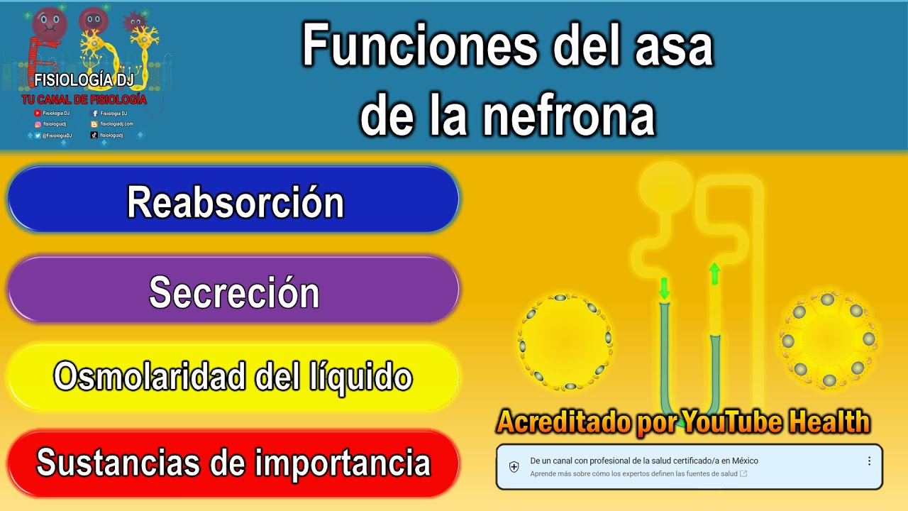 Nefrona partes y funcionamiento | Asa de Henle - YouTube