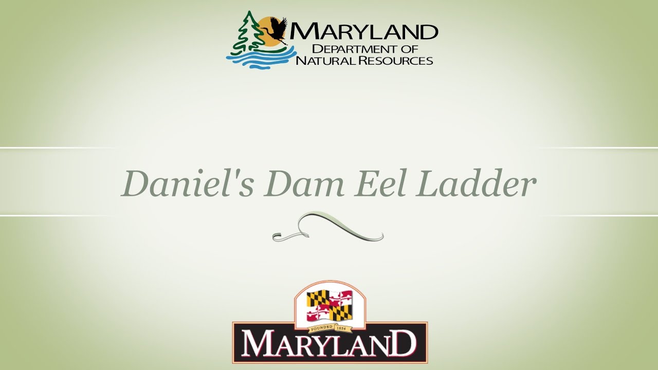 Daniels Dam Eel Ladder - Maryland Department of Natural Resources - YouTube