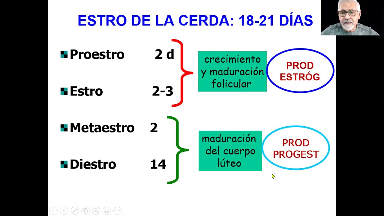 MANEJO DE LA CERDA CLASE # 3 - YouTube