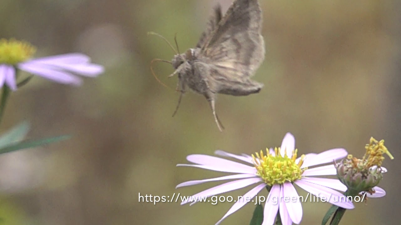 Autumn Moth on the flower - YouTube