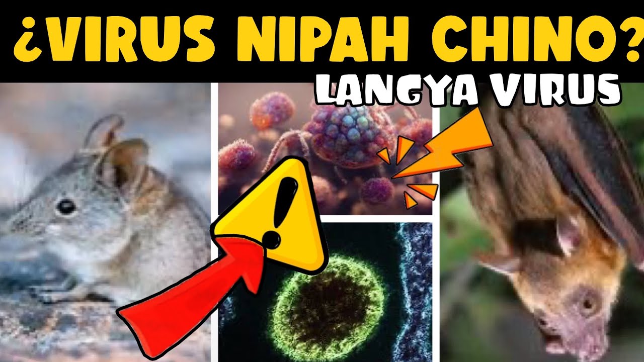 ¡CUIDADO! VIRUS DE LANGYA - ¿VIRUS NIPAH DE CHINA? - YouTube