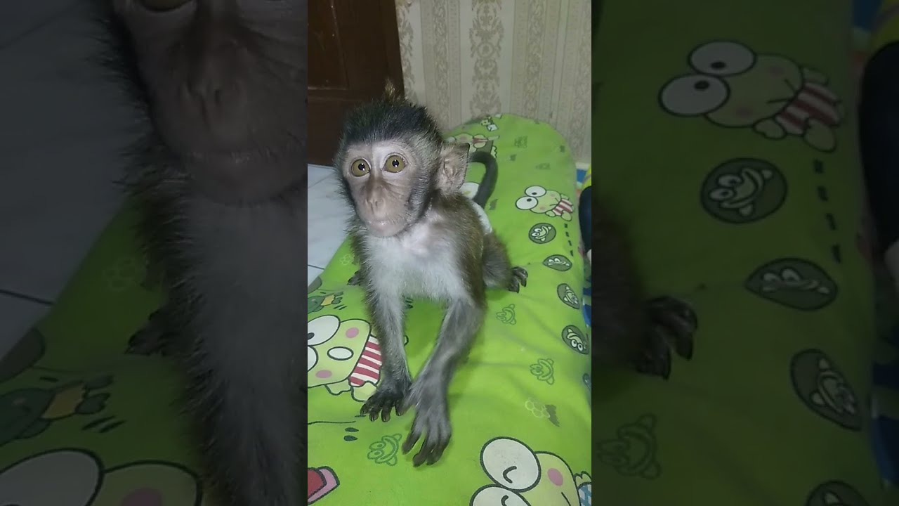 baby monkey Rafi joget - YouTube