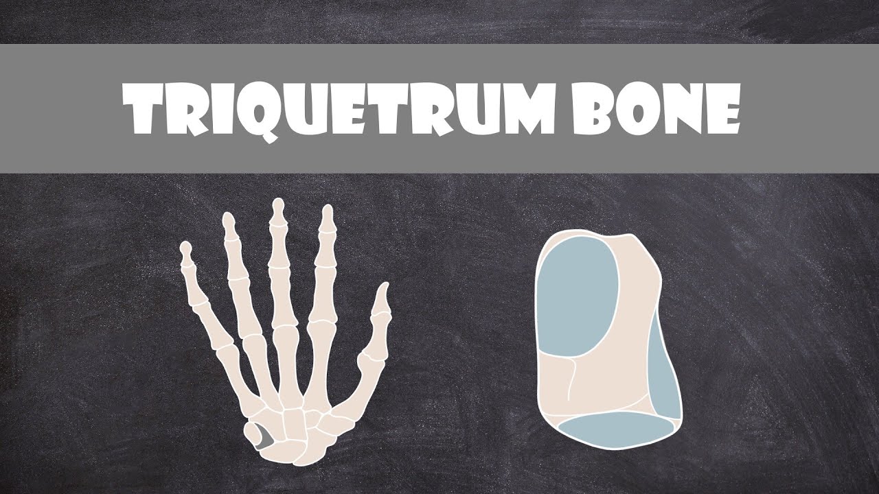 Triquetrum Bone Structure | Anatomy - YouTube