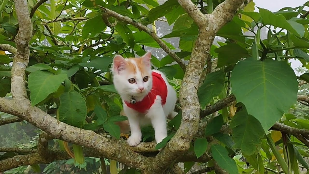 MEOWING CUTE - kitten cats - funny moments cats - Suara Binatang 456 ...