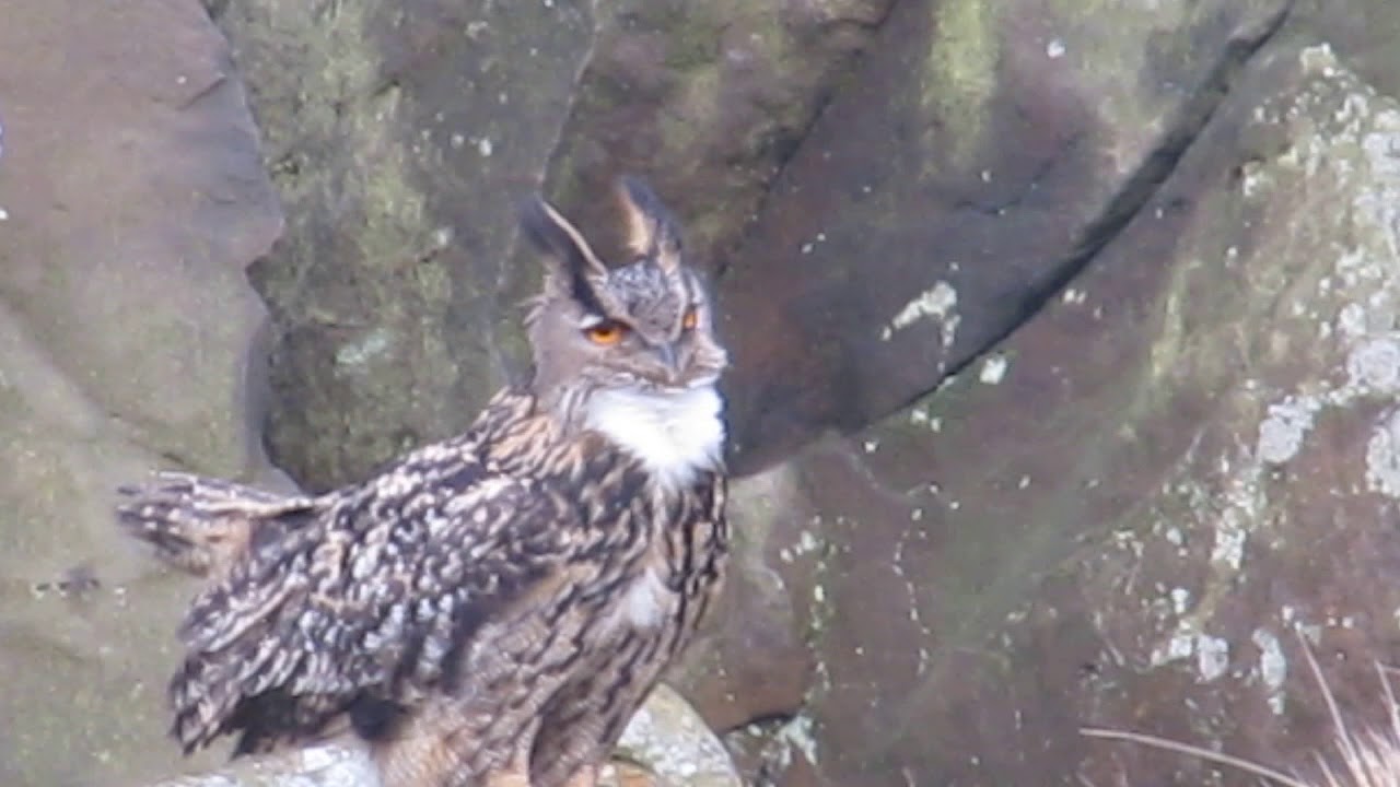 Eagle owl in North Yorkshire - YouTube