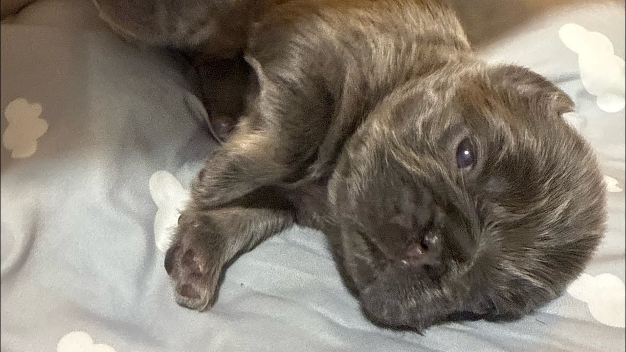 Feeding the Frenchie Pups TWO WEEKS OLD TODAY!!!! #whelping - YouTube