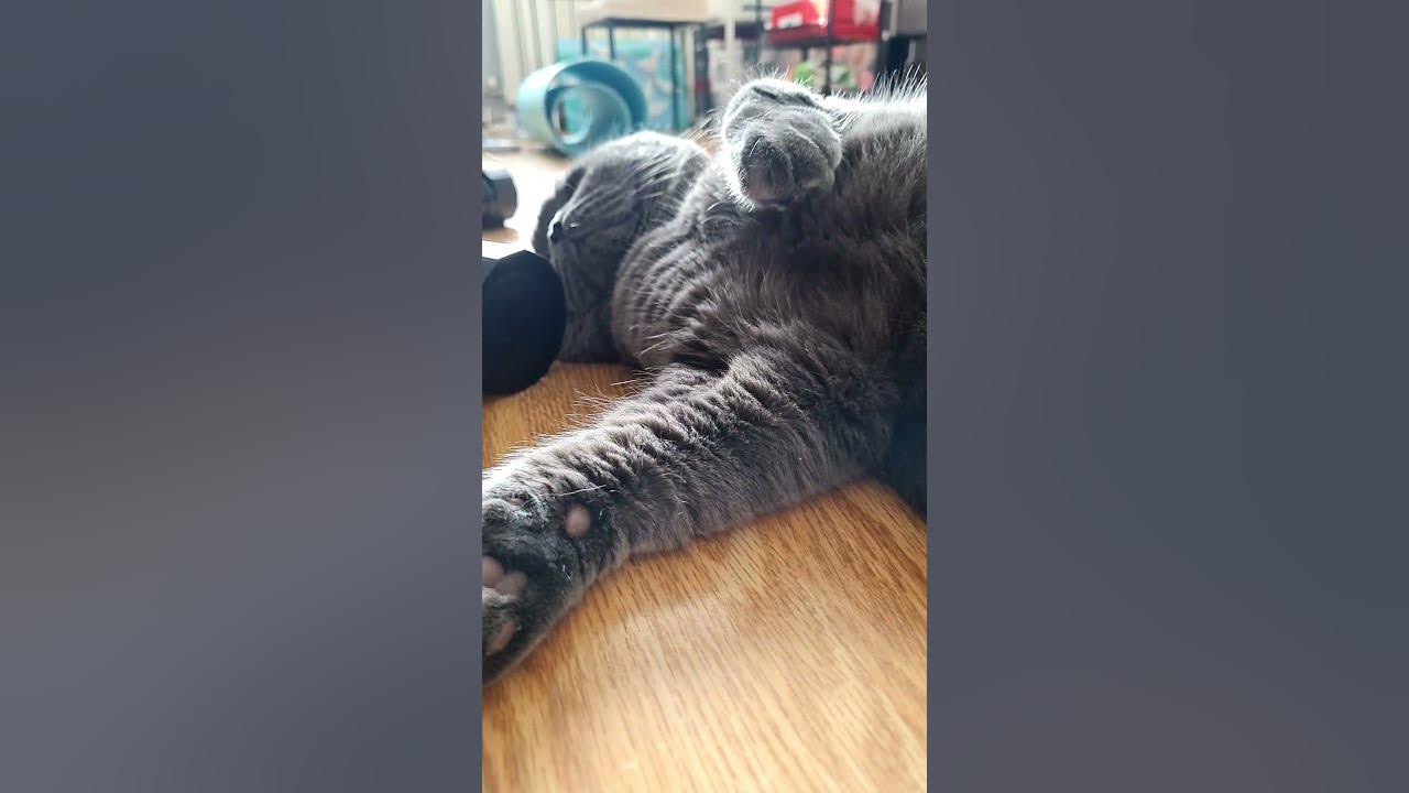 милый котик 😍 🥰 😍 🥰 😍 🥰 Youtube