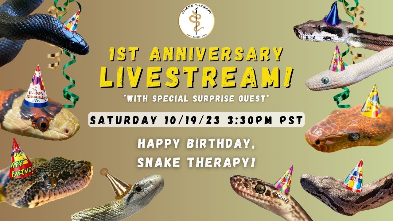 Snake Therapy's Anniversary Livestream- With Special SURPRISE GUEST ...