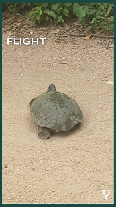 Feeling Shell-Shocked? Turtle Engages Flight Response. - YouTube