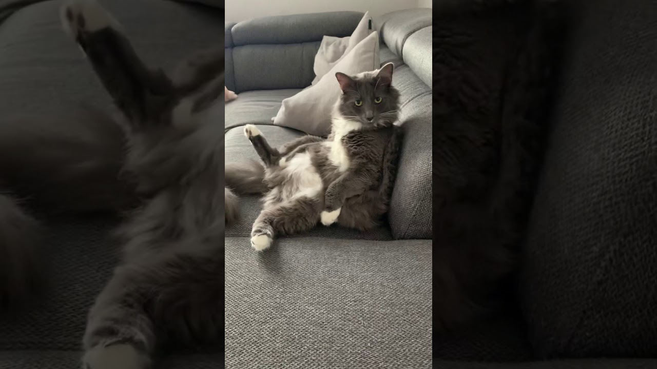 Funny Big Chungus Cat - YouTube