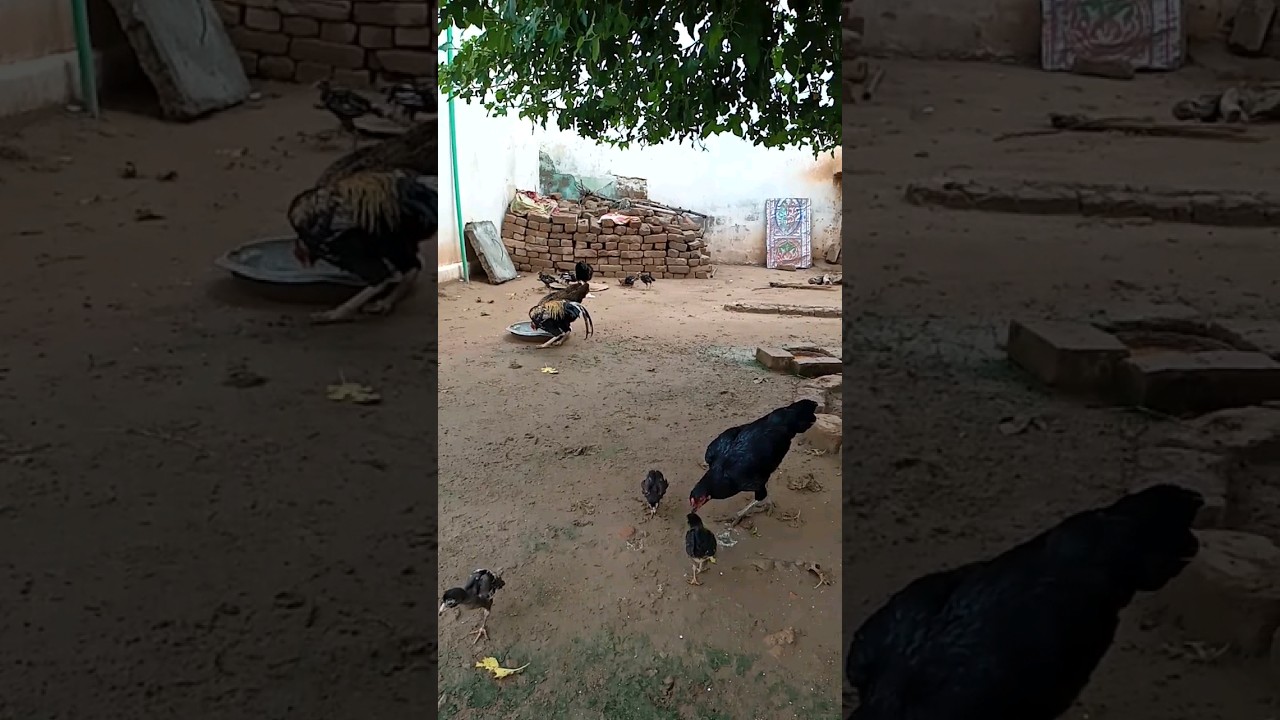 Lasani Chicken Daily routine short video ️ - YouTube