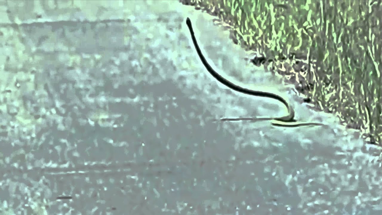 SNAKE FARTS FOR FIRST TIME EVER!! AMAZING!! - YouTube