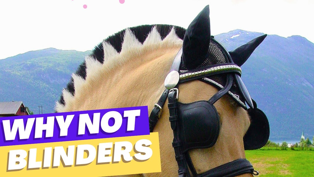 Mystery uncovered: Why do horses wear blinders? #20 #carriagehorse # ...
