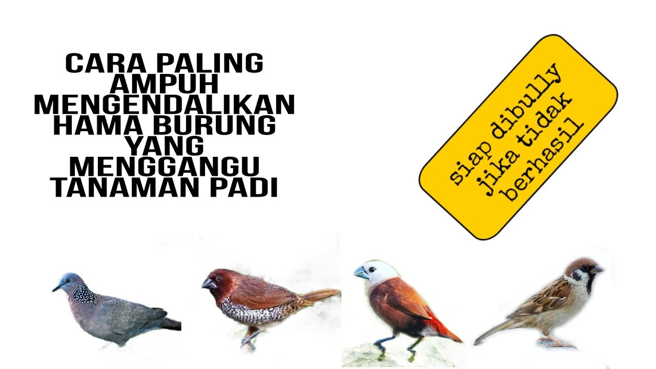 Cara Paling Ampuh Dalam Mengatasi Hama Burung #tanamanpadi - YouTube