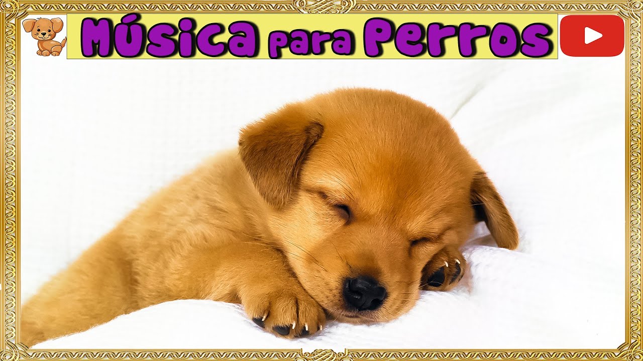 Música para perros 🔊Musicoterapia para perros que se quedan solos 🔊 ...
