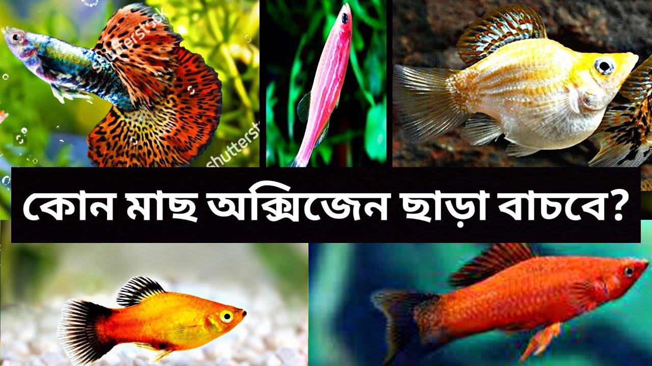 যেই মাছ গুলা অক্সিজেন ছাড়াই বাচবে ২০২৩ || without oxygen fish for ...
