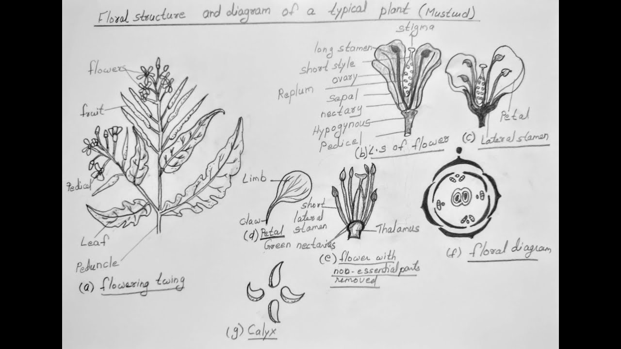 Floral Structure And Diagram Of A Typical Plant Musturd Class 11