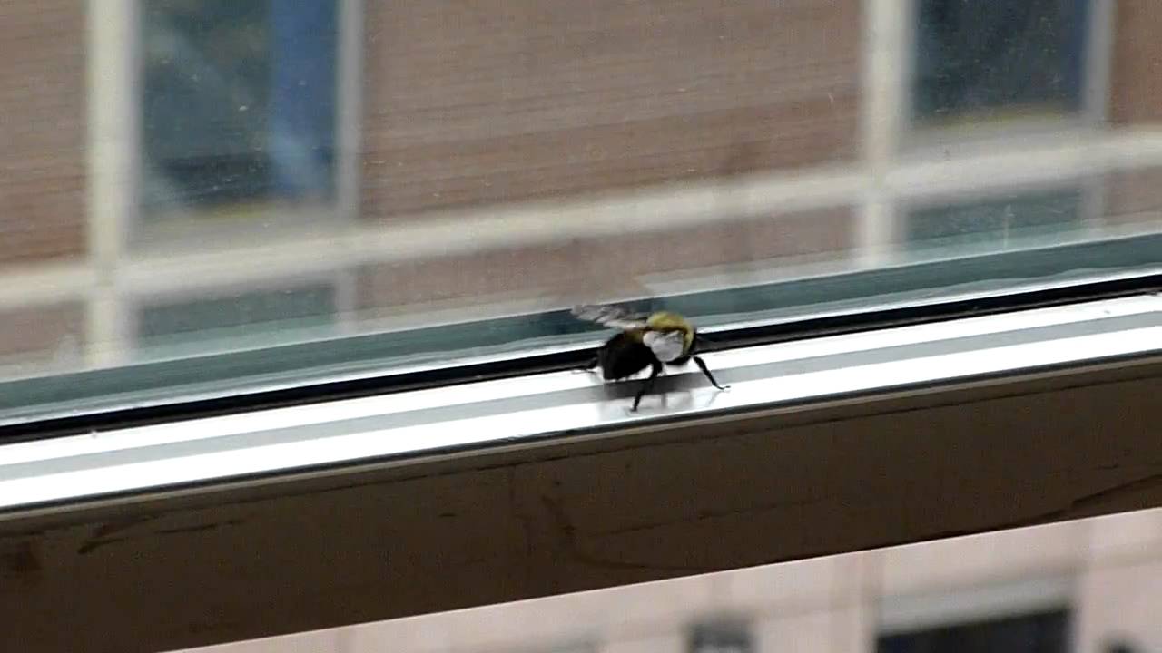 Bee vs. window. - YouTube