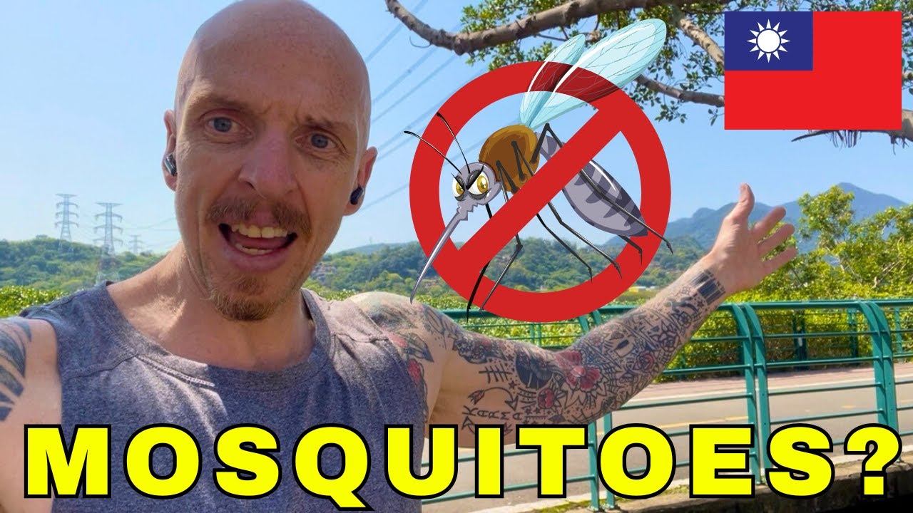 Does Taipei have mosquitoes? Taiwan Life Questions - YouTube