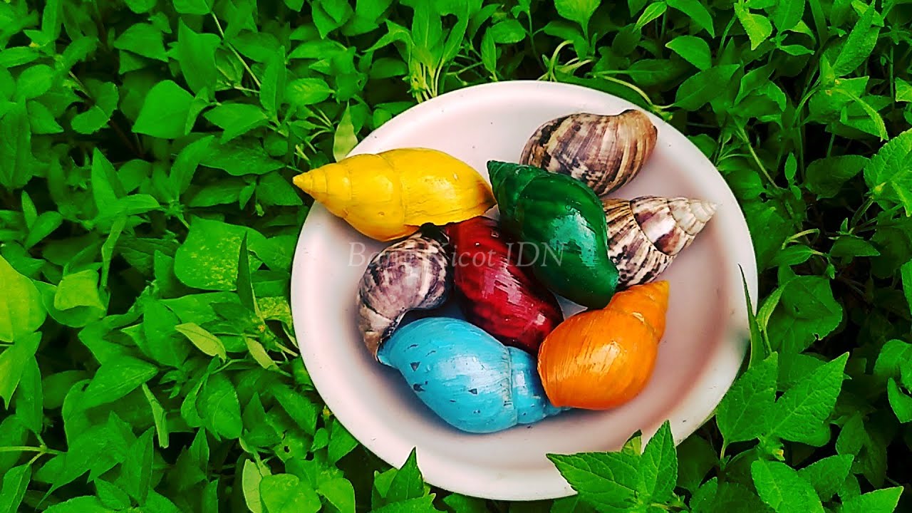 HUNTING ANIMAL CANGKANG SNAIL KEONG SIPUT BEKICOT RAINBOW JUMBO ...