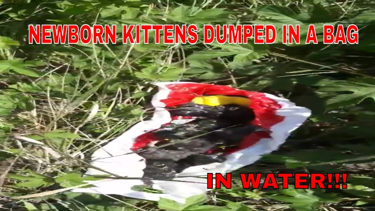 7 newborn kittens thrown away by some heartless monster, rescued - YouTube