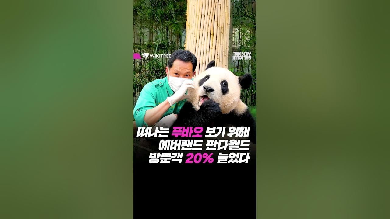 중국으로 떠나는 푸바오 보기 위해 에버랜드 판다월드 방문객 20나 늘었다 Youtube