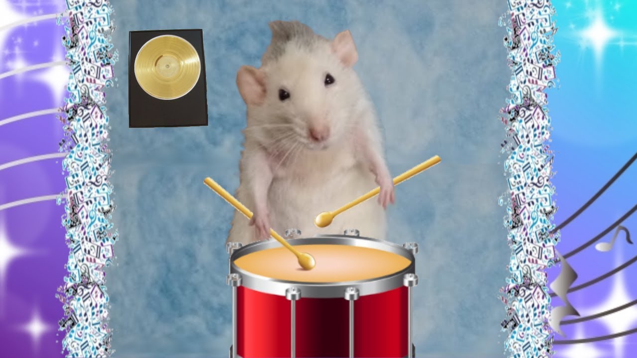 Rat's Noises ASMR - YouTube