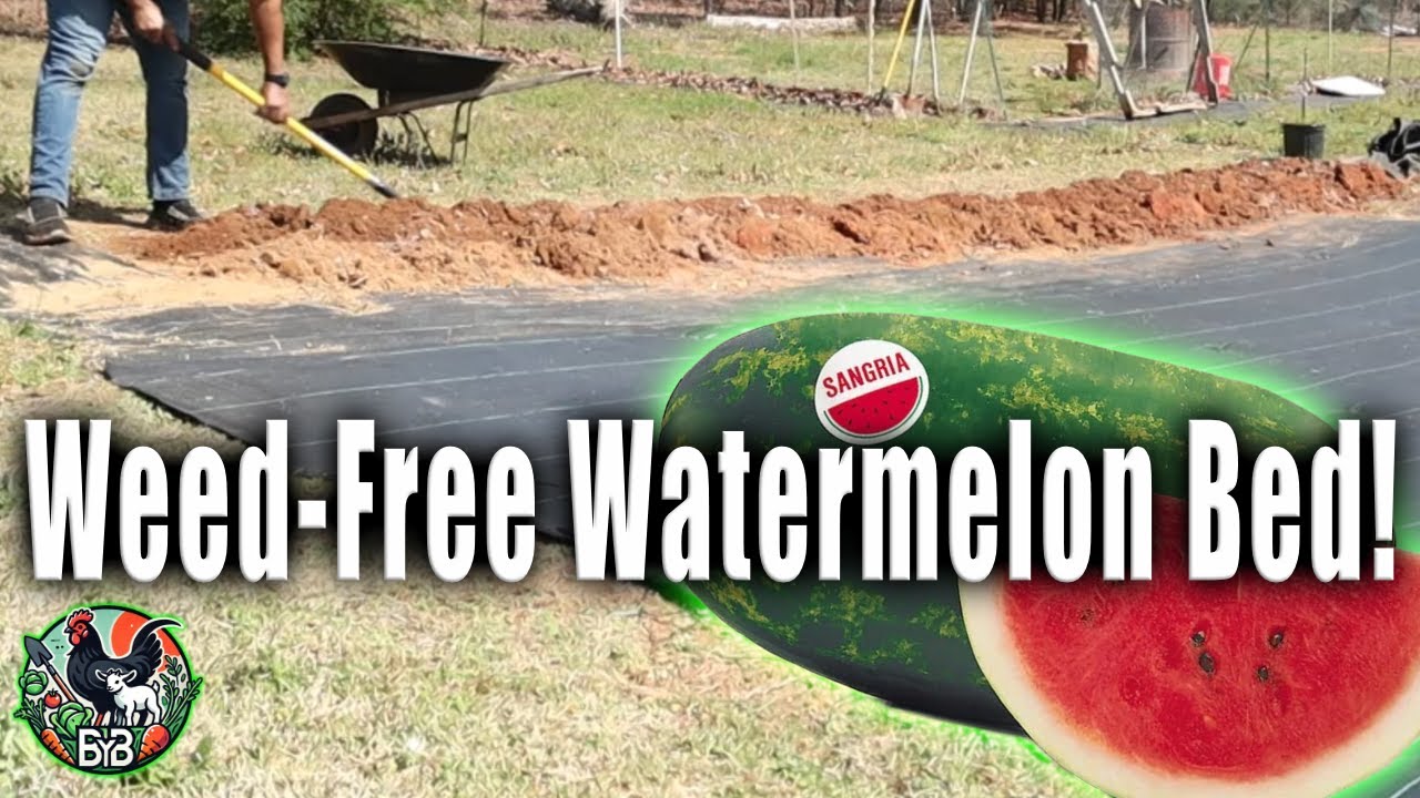 Preparing a Watermelon Bed: Laying Landscape Fabric & Adding Compost ...