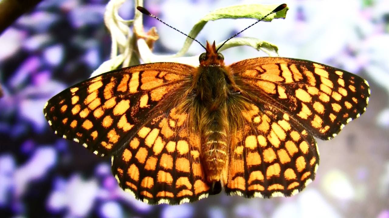 Butterfly Life Cycle - Gabb's Checkerspot HD Macro and Timelapse V13385 ...