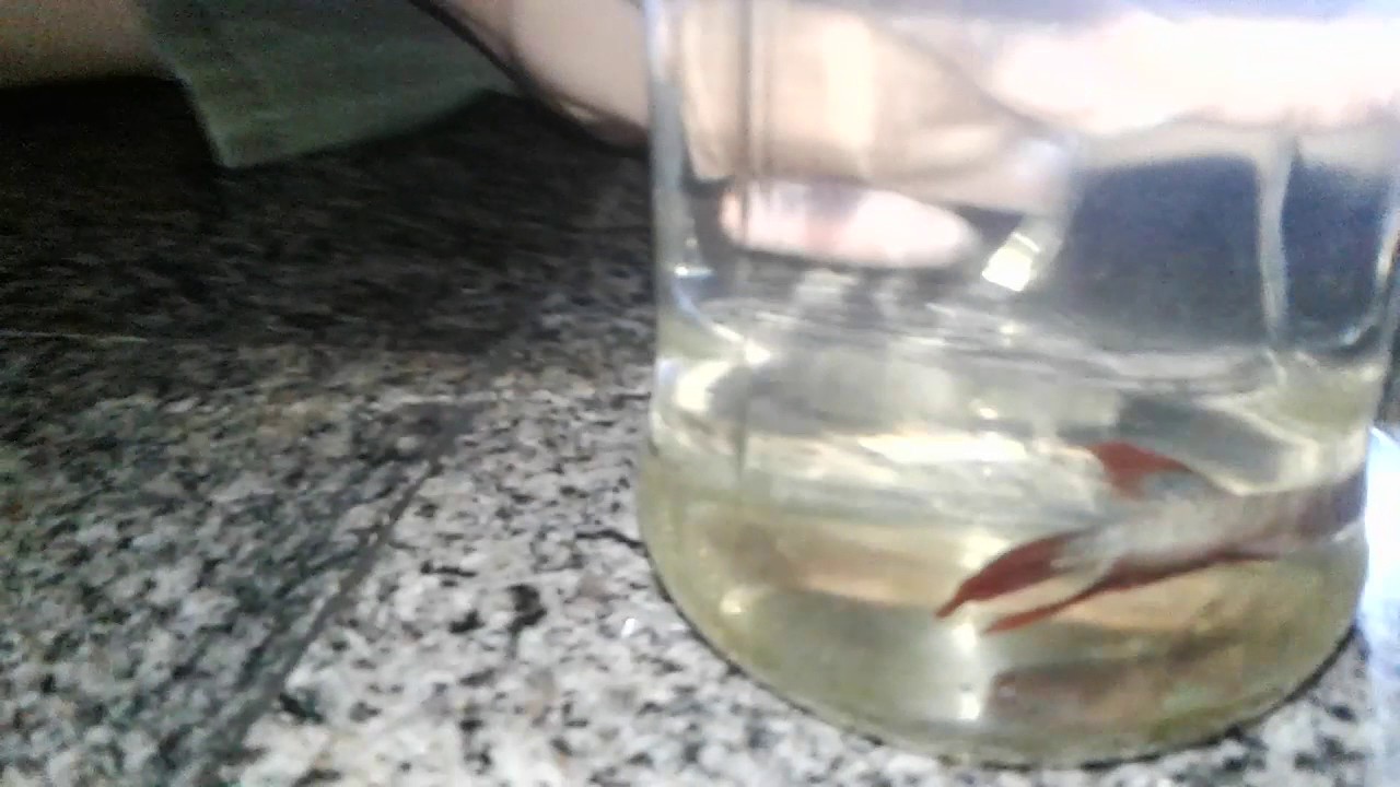 My radium albonia betta fish - YouTube