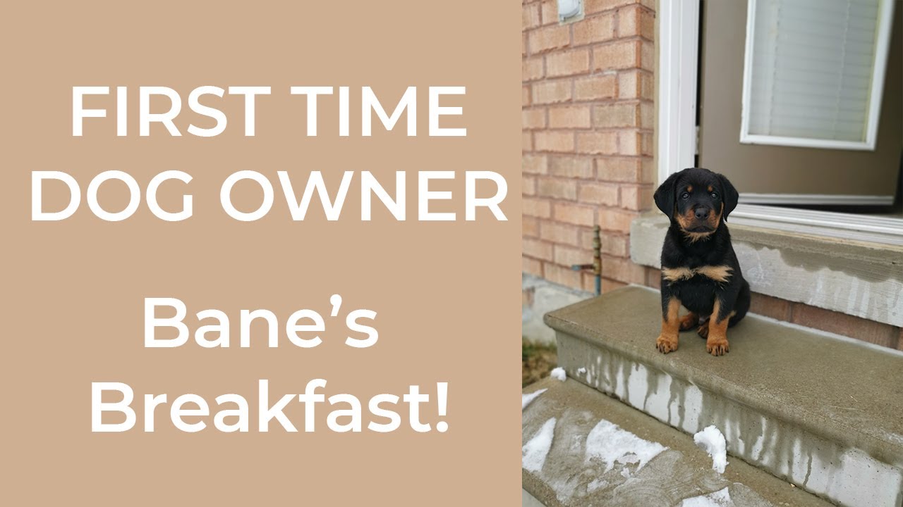 8 Week Old Rottweiler Puppy's Morning Routine! - YouTube