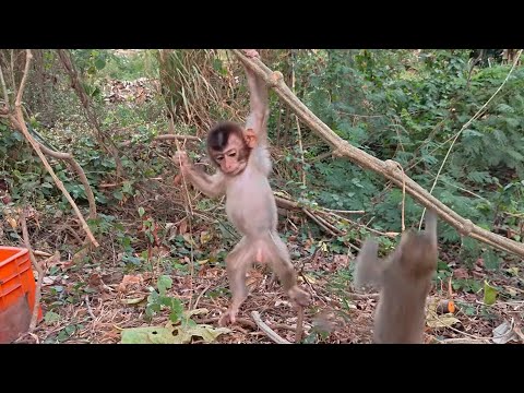 With its small and round body, this baby monkey can actually be like this. 