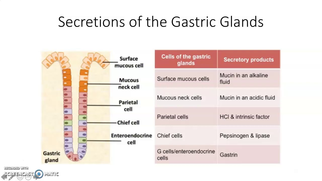 GASTRIC PHASE - YouTube