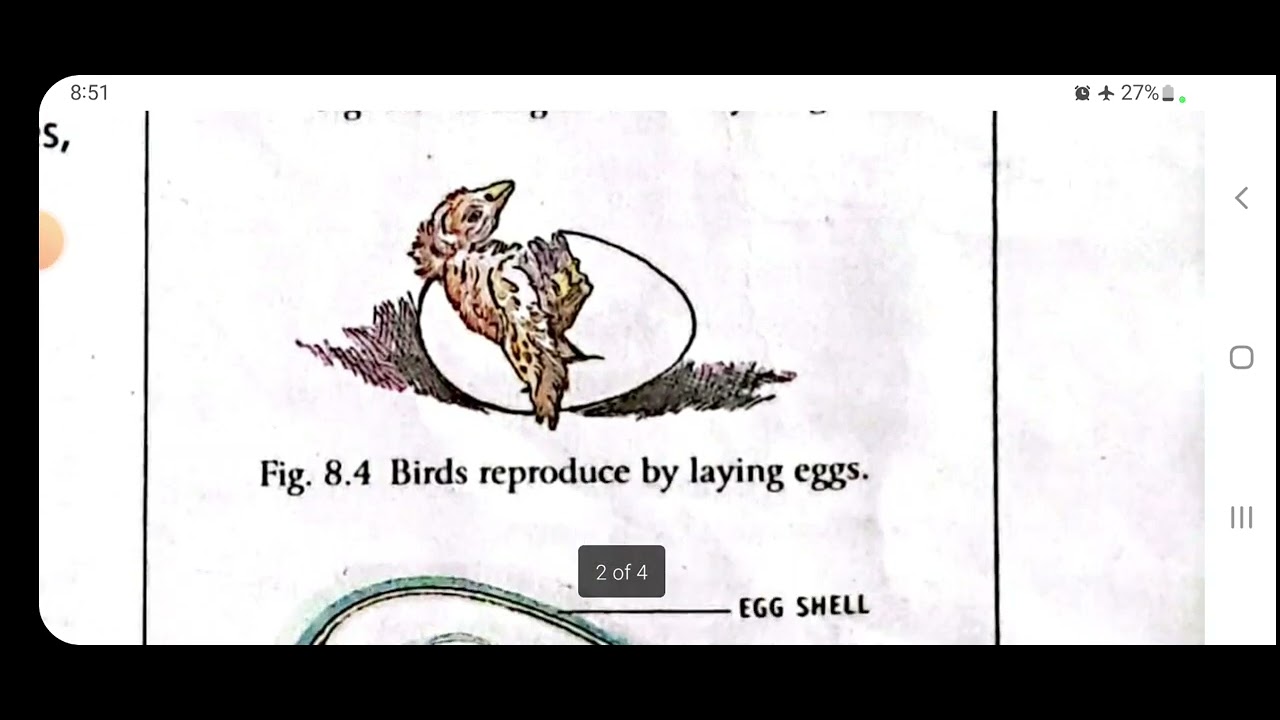 Animals how life goes on , class 4 , Living Science, chapter 8 - YouTube