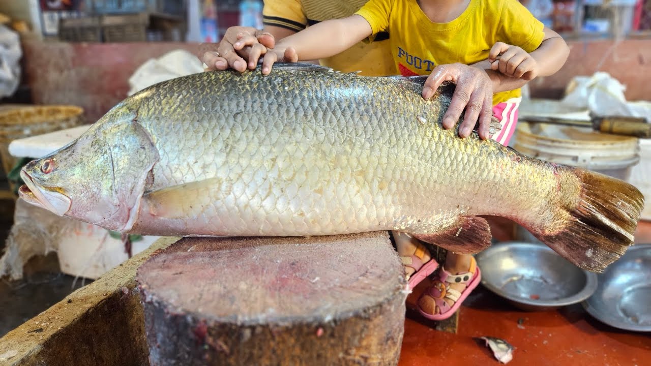 😱😱Ctg Cutting Fisher for(Chowk Bazar) 10kg Coral fish big fish Fish ...
