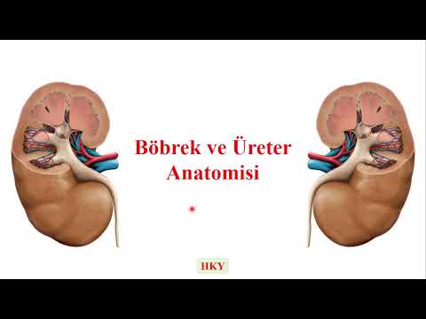 Böbrek ve Üreter Anatomisi