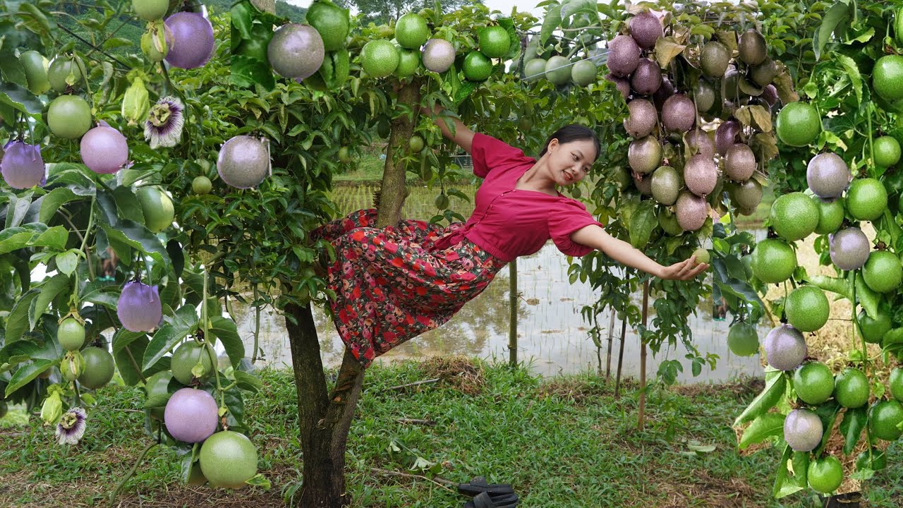 Harvesting passion fruit, country garden. Cooking with the kids - YouTube