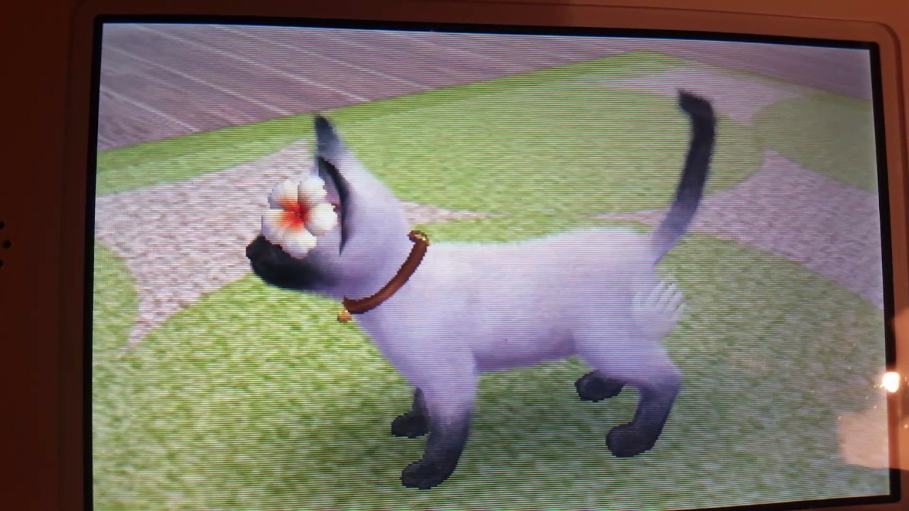 Nintendogs + Cats a new cat - YouTube
